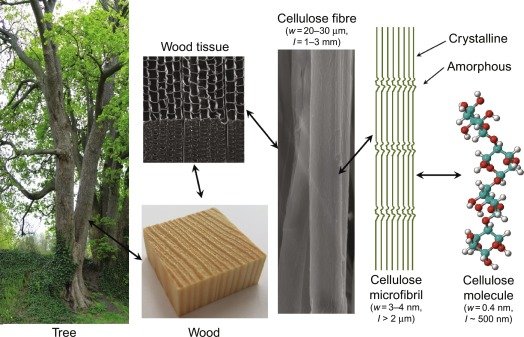 How a ‘Low-Value’ Tree Becomes a ‘Revolutionary’ Building Material ...